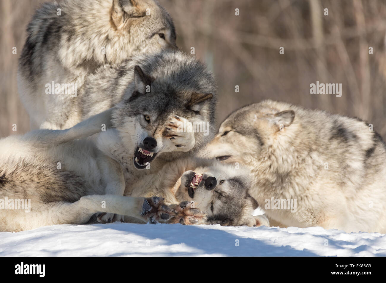 Timber wolf in a winter scene Stock Photo - Alamy