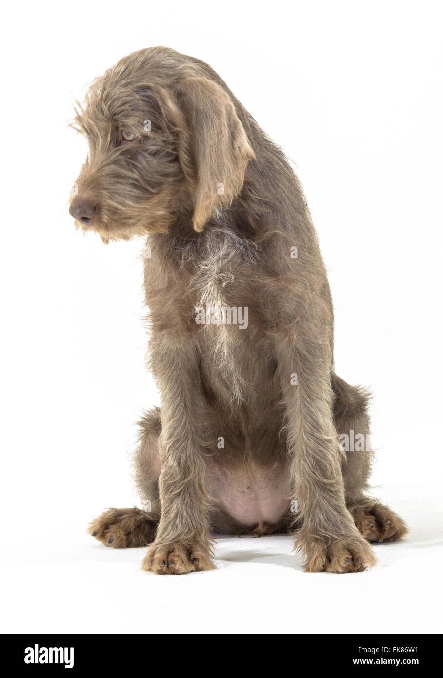 A Slovakian Rough Haired Pointer, studio portrait with white background ...