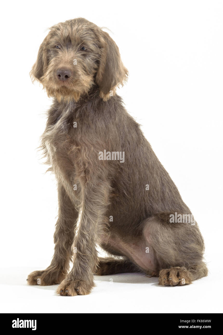 A Slovakian Rough Haired Pointer, studio portrait with white background ...