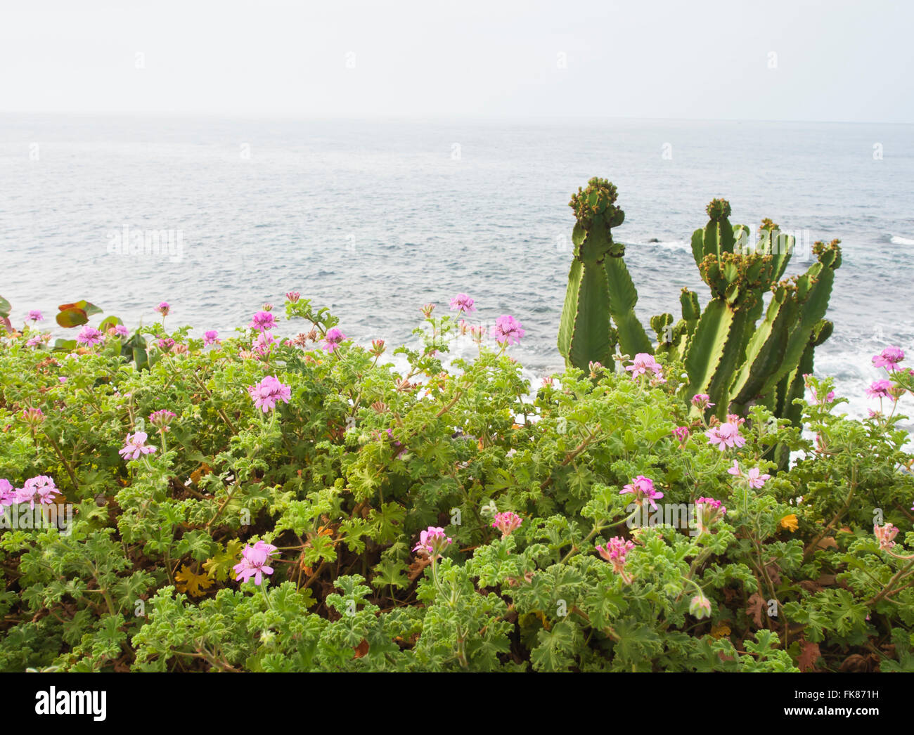 Succulent colours hi-res stock photography and images - Alamy