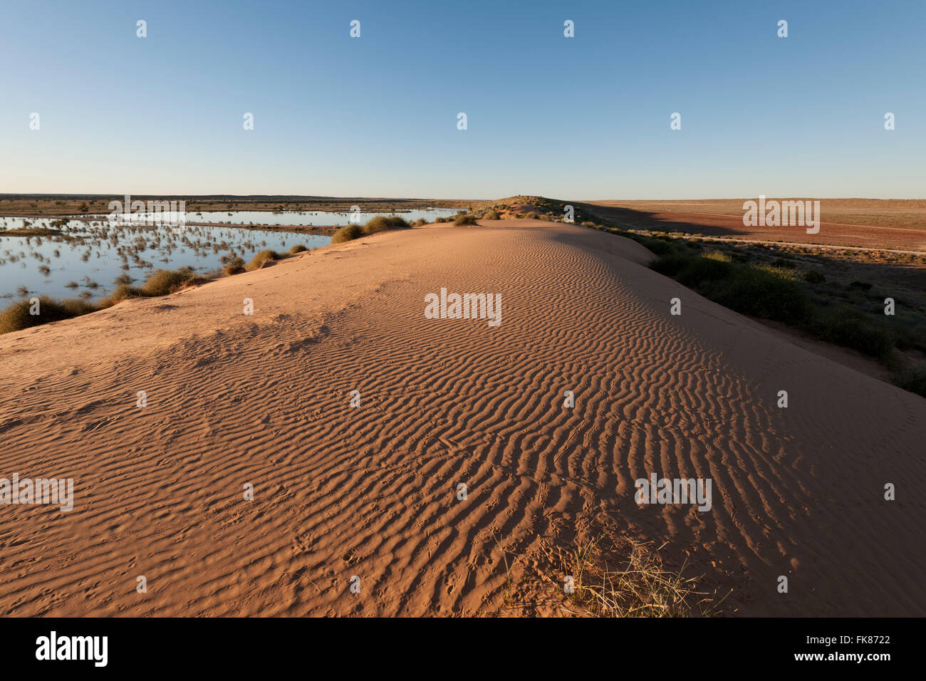 Water in between the sand dunes of the Simpson Desert. The Simpson ...
