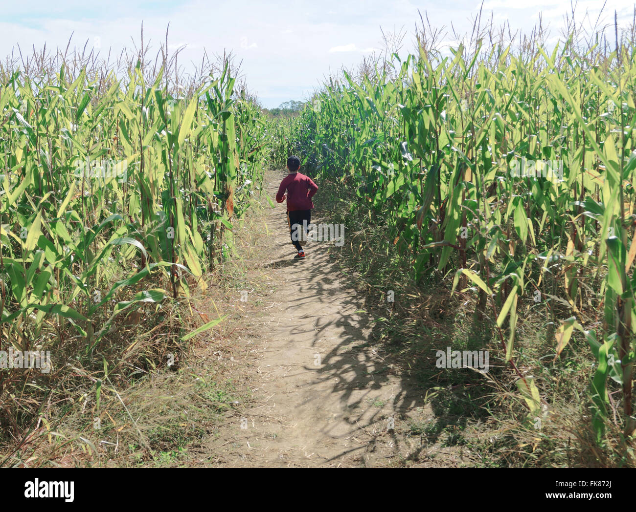 A boy running in a maze crop field Stock Photo - Alamy