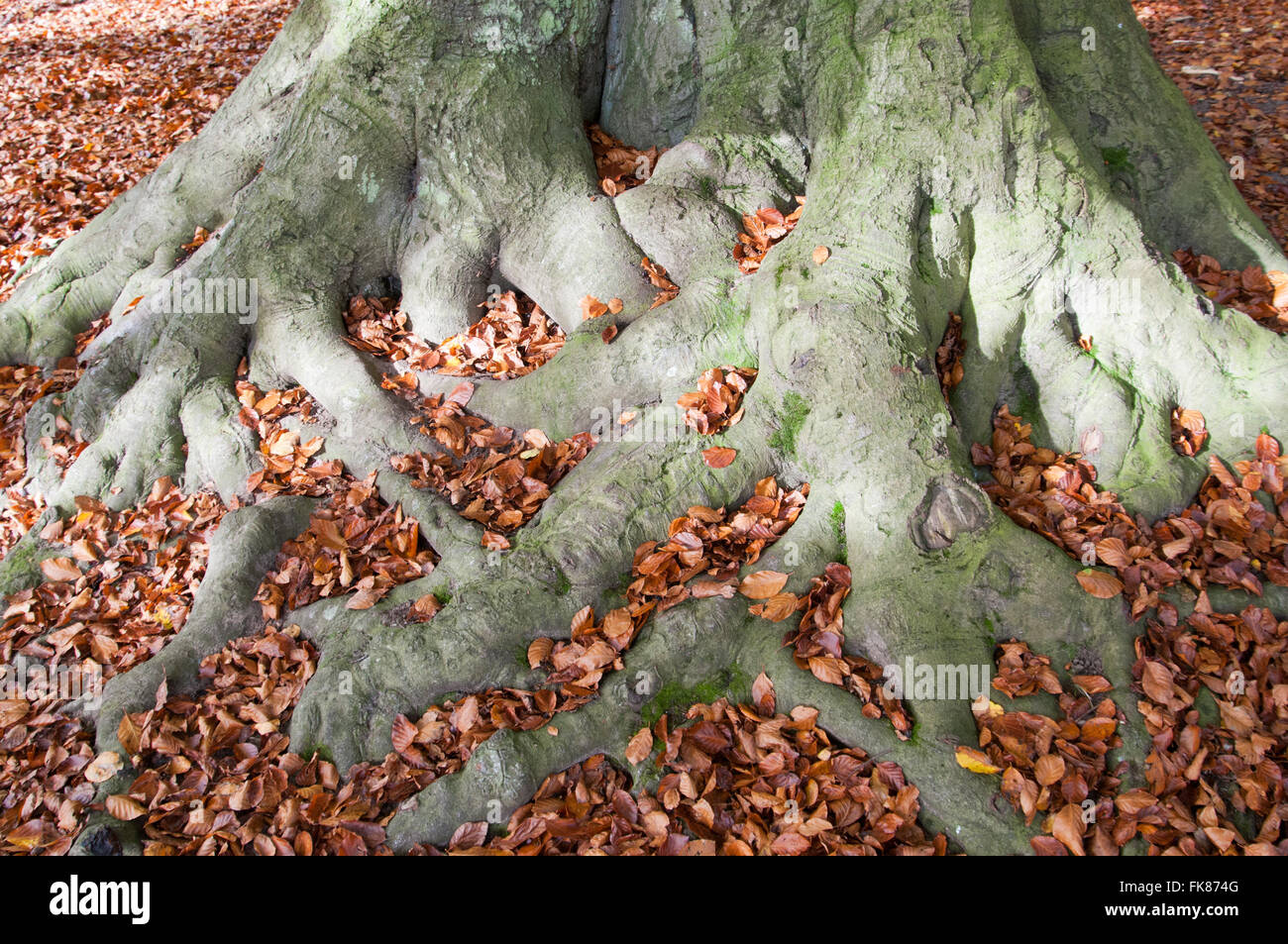 Roots of beech tree (fagus fagus) covered in autumnal leaves Stock ...