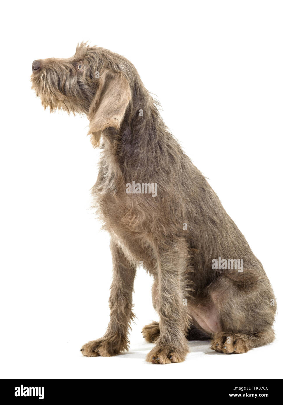 A Slovakian Rough Haired Pointer, studio portrait with white background ...