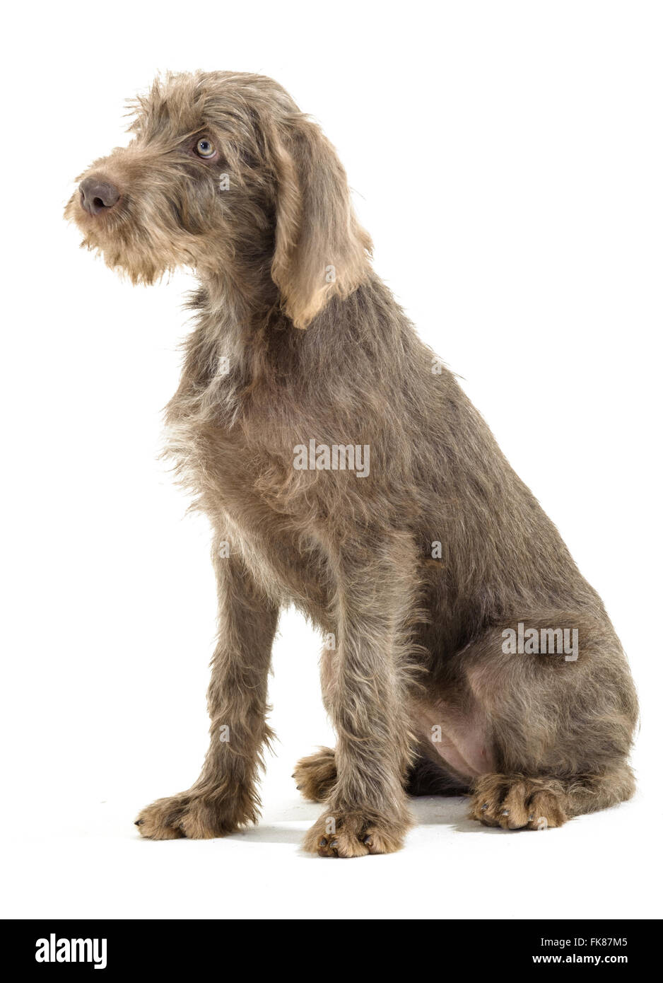 A Slovakian Rough Haired Pointer, studio portrait with white background ...