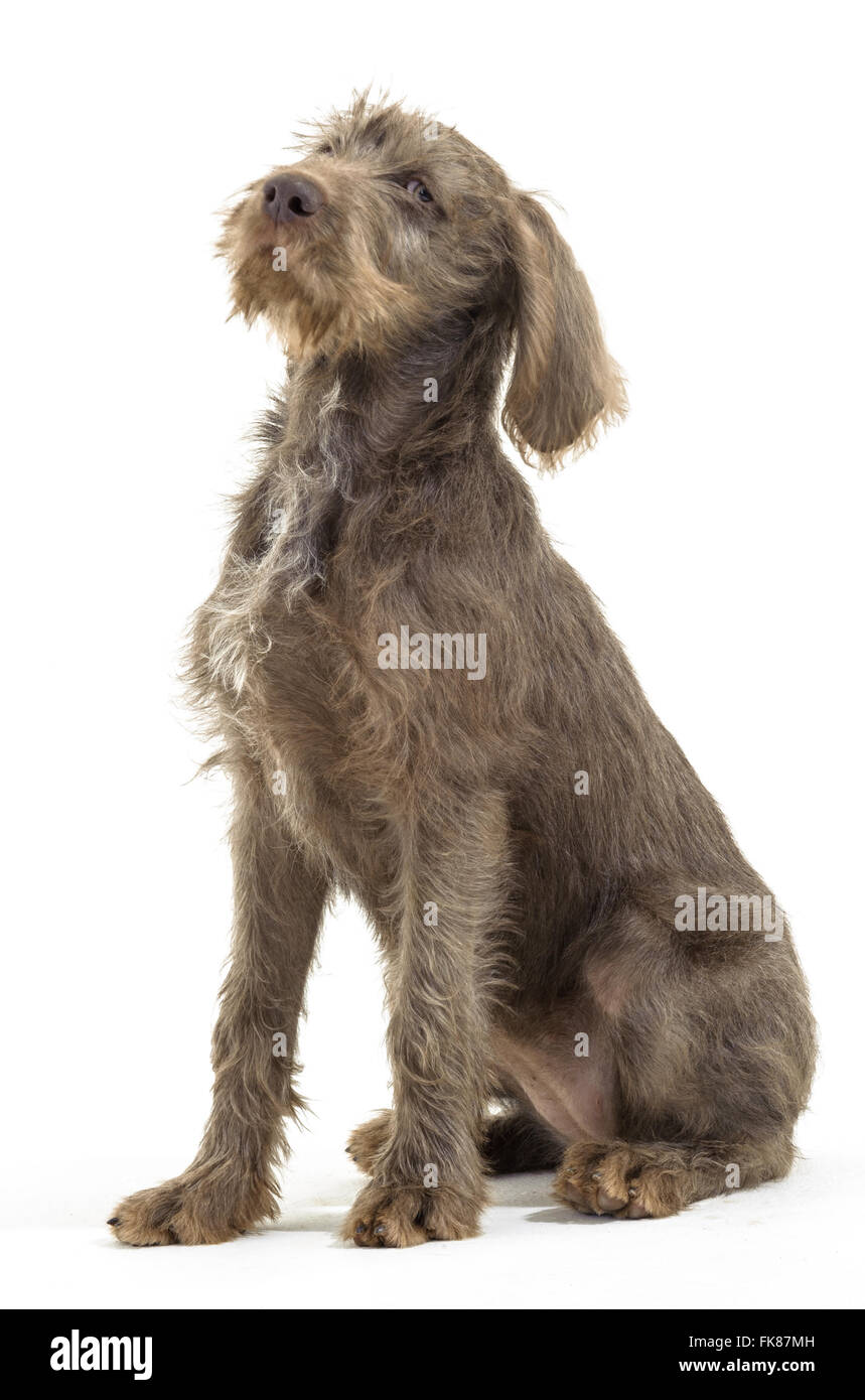 A Slovakian Rough Haired Pointer, studio portrait with white background ...