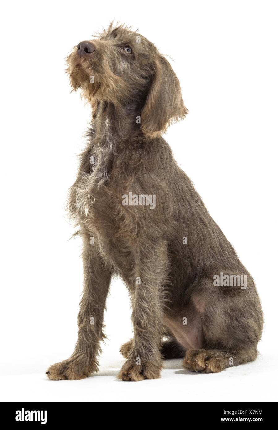 A Slovakian Rough Haired Pointer, studio portrait with white background ...