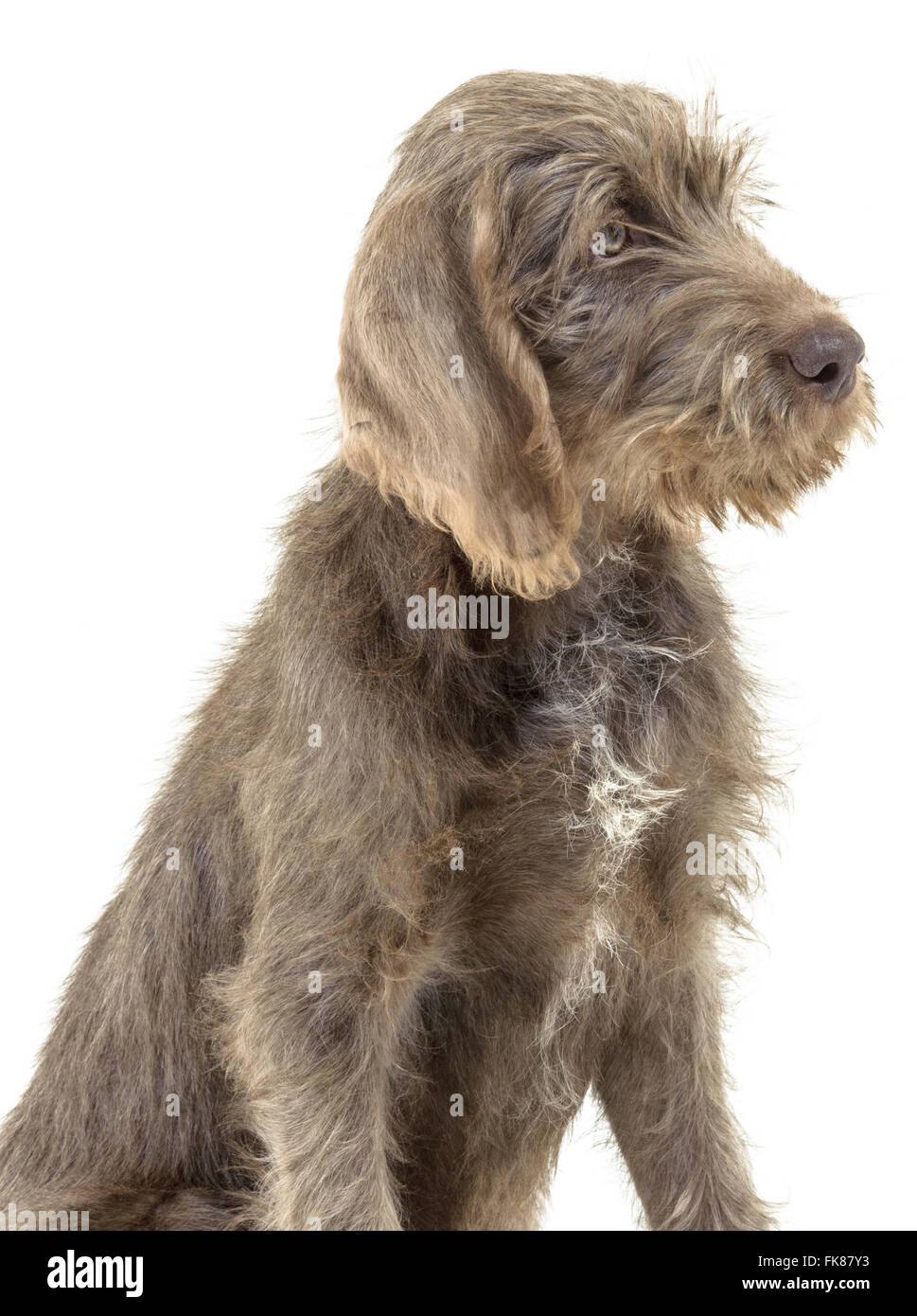 A Slovakian Rough Haired Pointer, studio portrait with white background ...