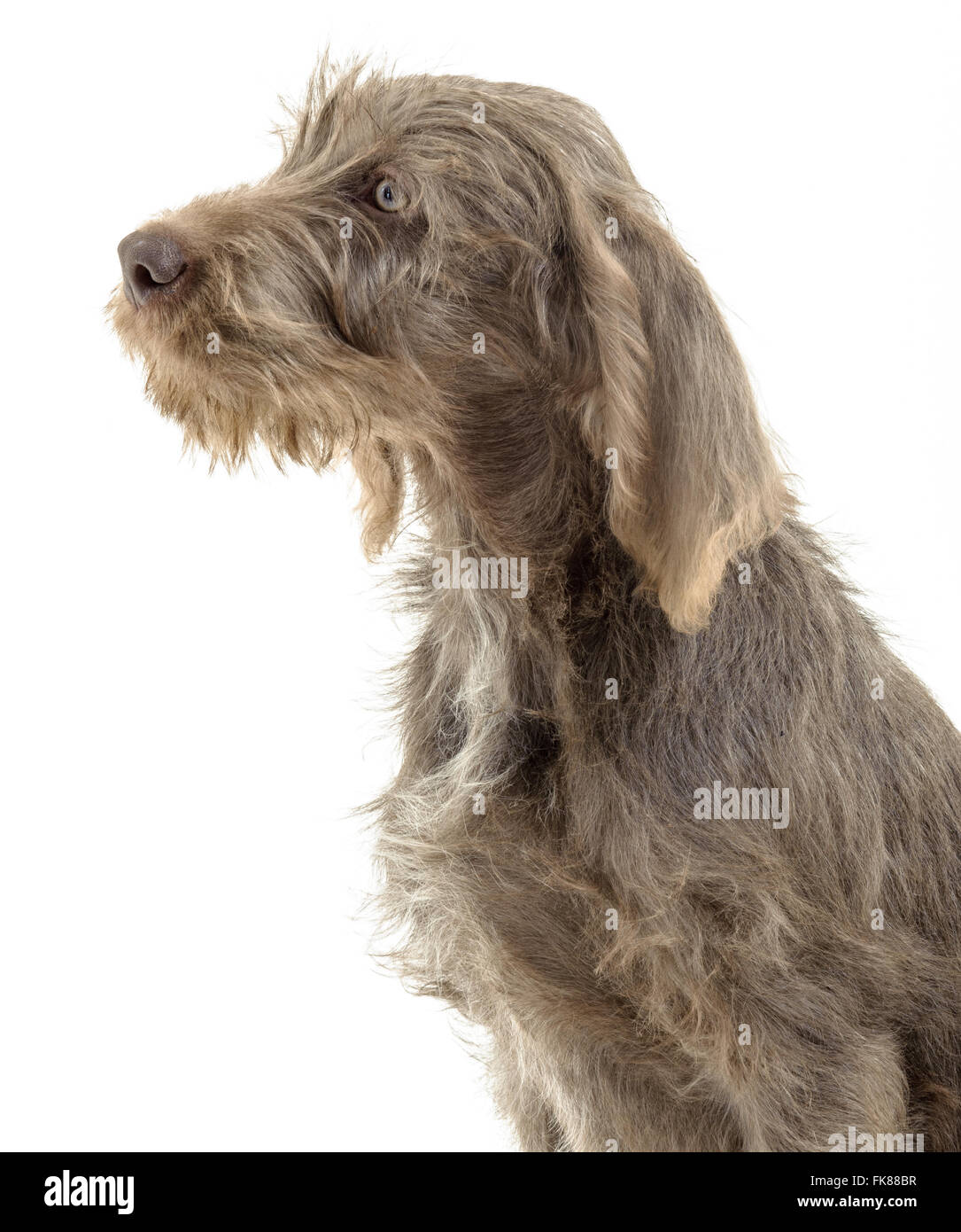 A Slovakian Rough Haired Pointer, studio portrait with white background ...