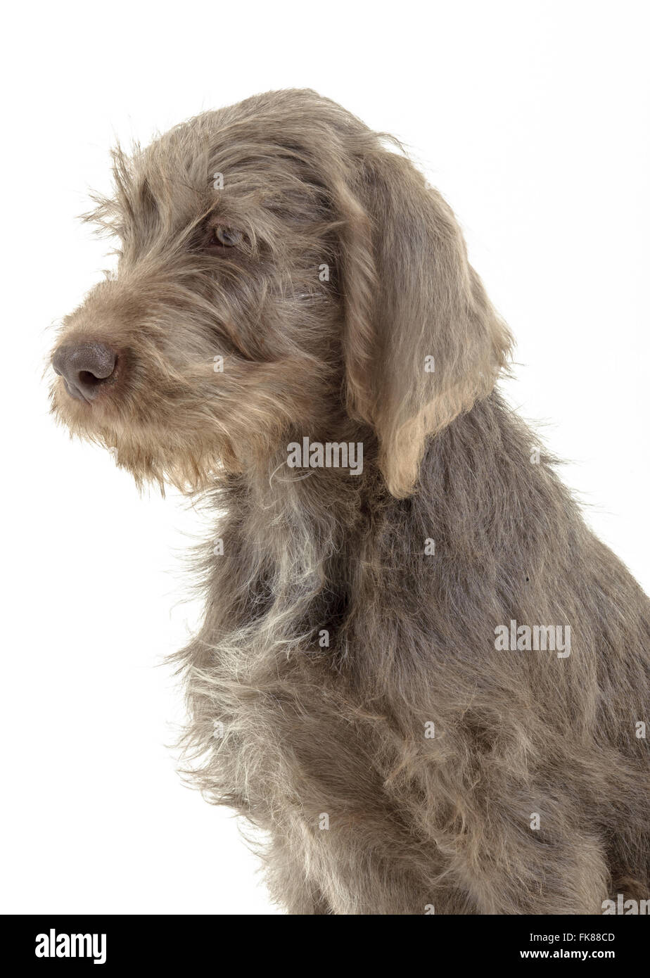 A Slovakian Rough Haired Pointer, studio portrait with white background ...