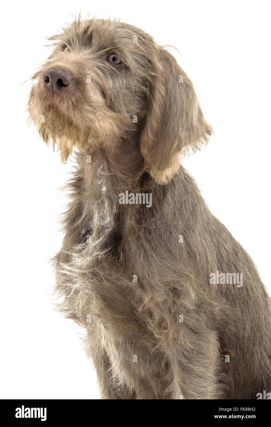 A Slovakian Rough Haired Pointer, studio portrait with white background ...