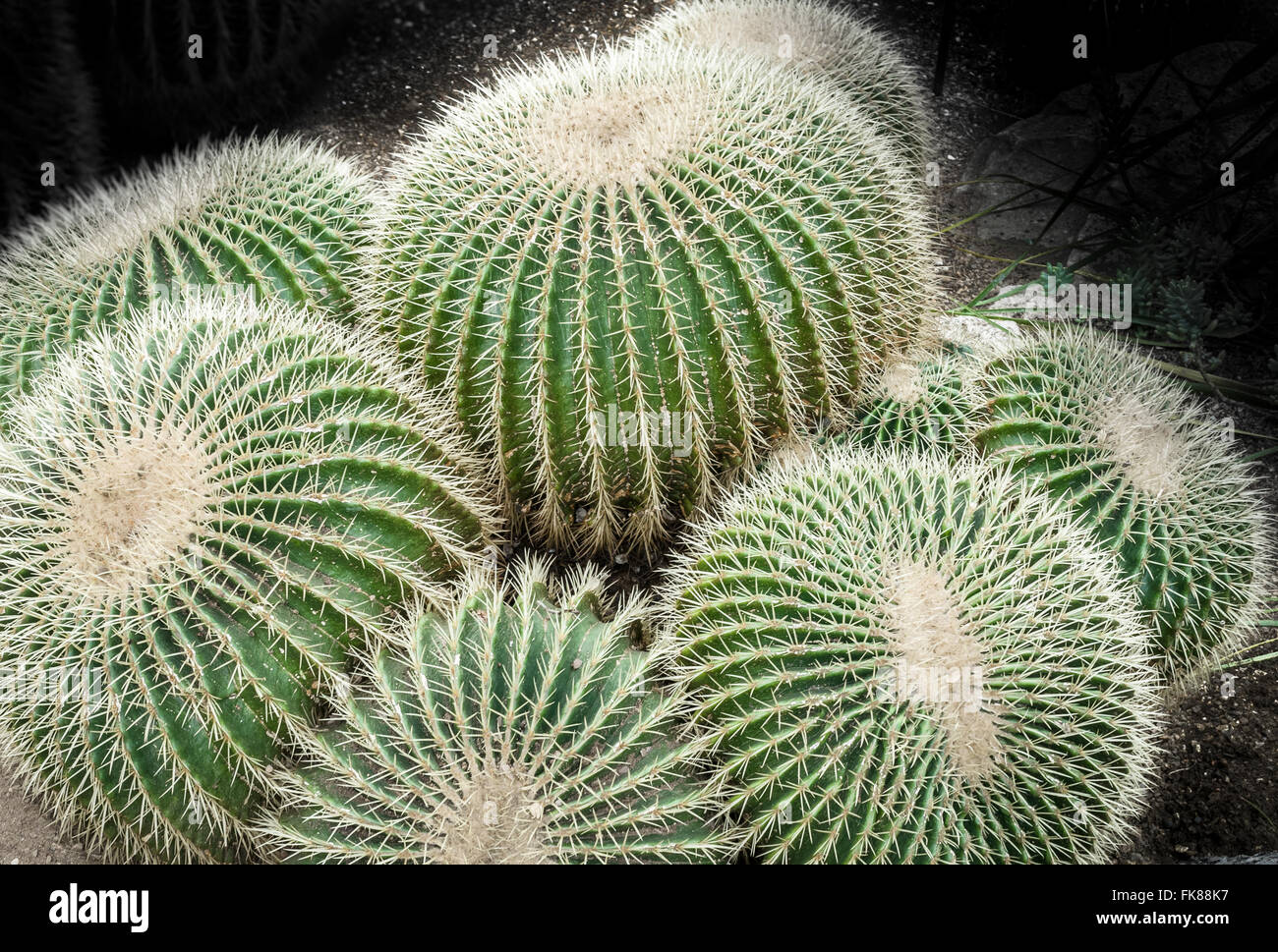 Sphere cactus hi-res stock photography and images - Alamy