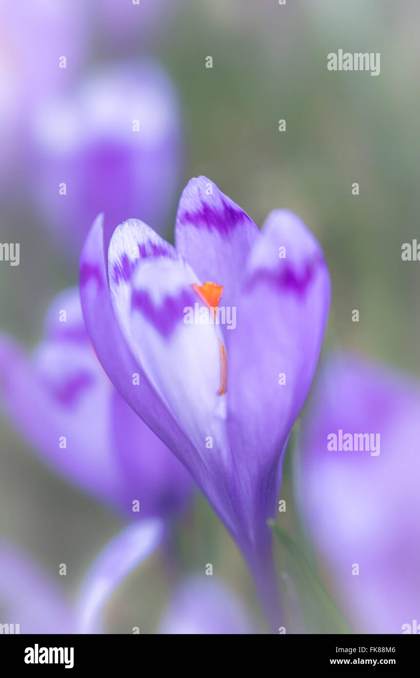 Diffused floral background hi-res stock photography and images - Alamy