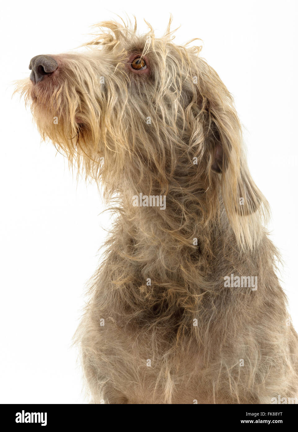 A Slovakian Rough Haired Pointer, studio portrait with white background ...