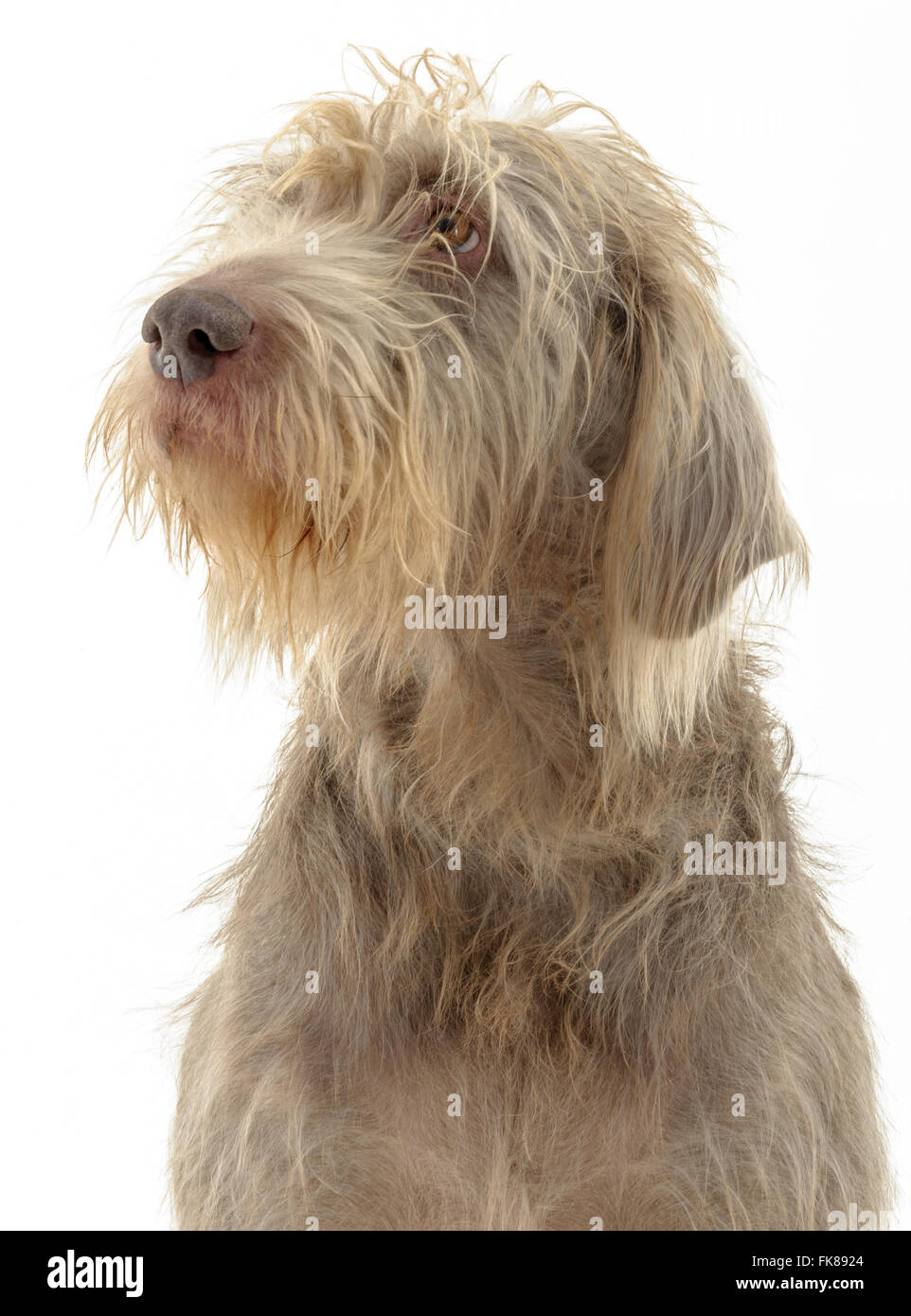 A Slovakian Rough Haired Pointer, studio portrait with white background ...
