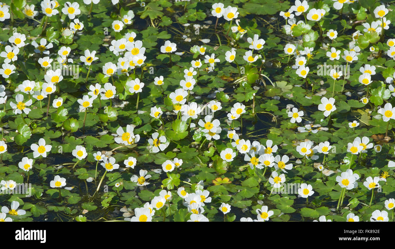 River water-crowfoot(Ranunculus fluitans) San Nicolò d'Arcidano ...