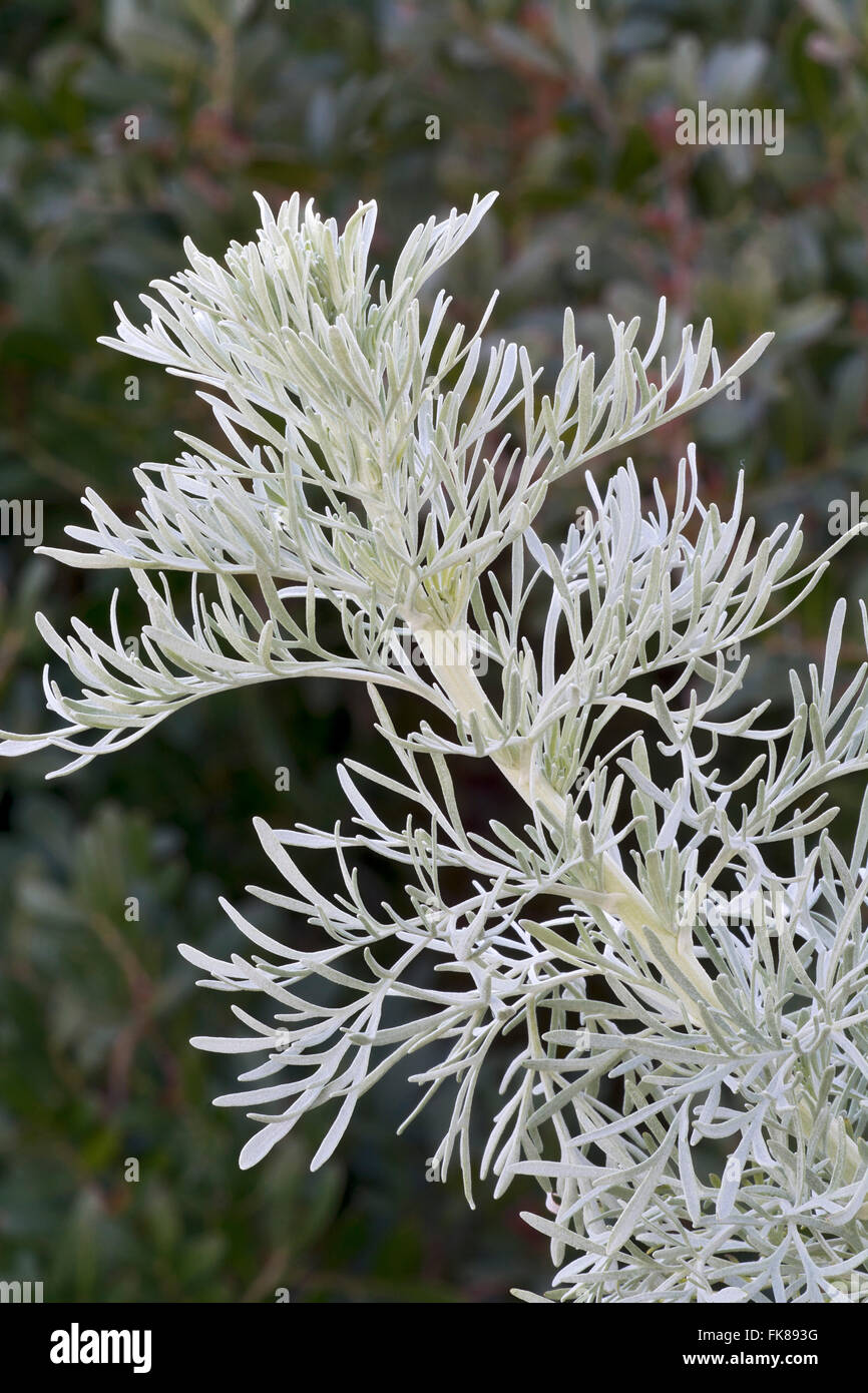Tree Wormwood (Artemisia arborescens), Monteleone Rocca Doria, Sardinia ...