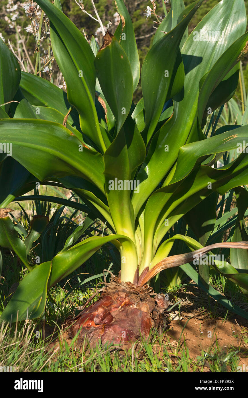 Sea squill drimia maritima hi-res stock photography and images - Alamy