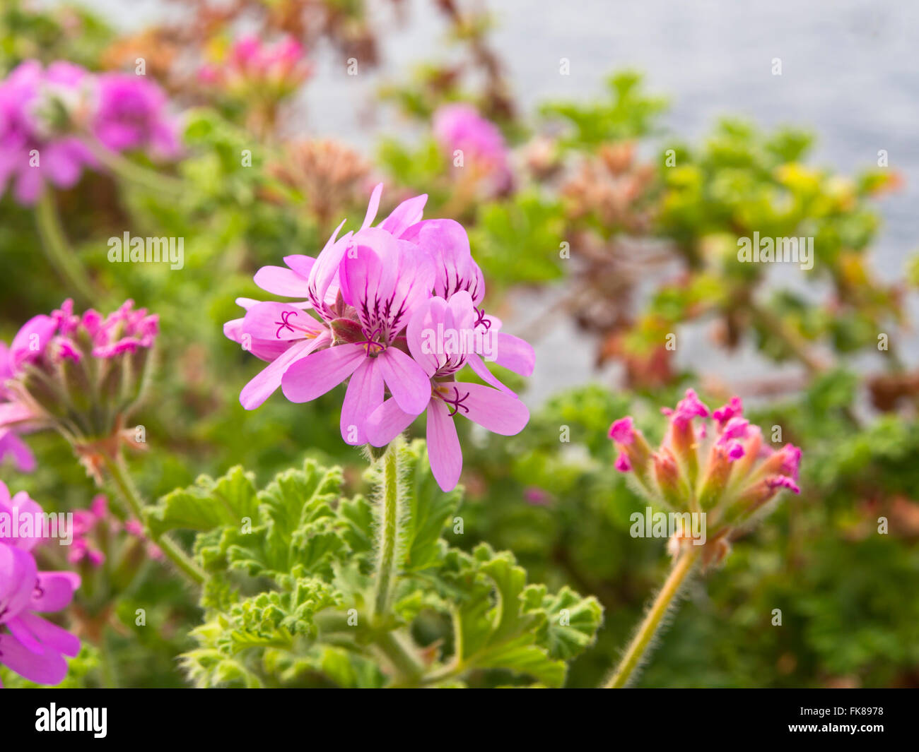 A border of simple pink geranium, Atlantic ocean, a coastal promenade ...