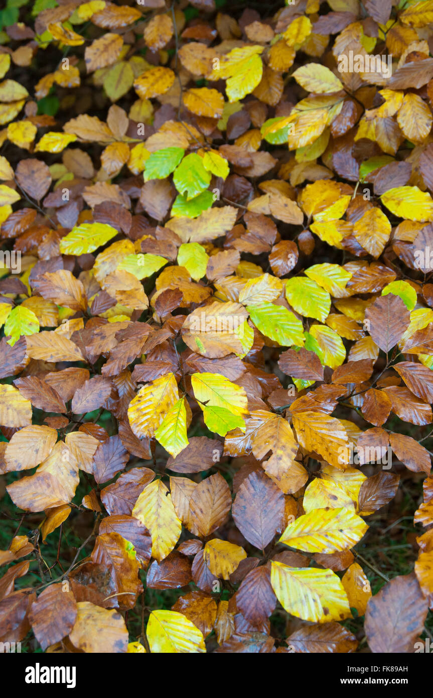 Autumnal beech tree leaves (fagus fagus Stock Photo - Alamy