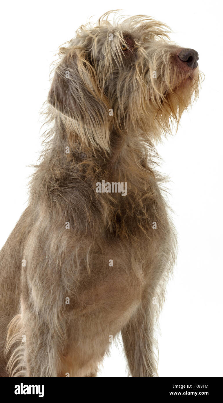 A Slovakian Rough Haired Pointer, studio portrait with white background ...
