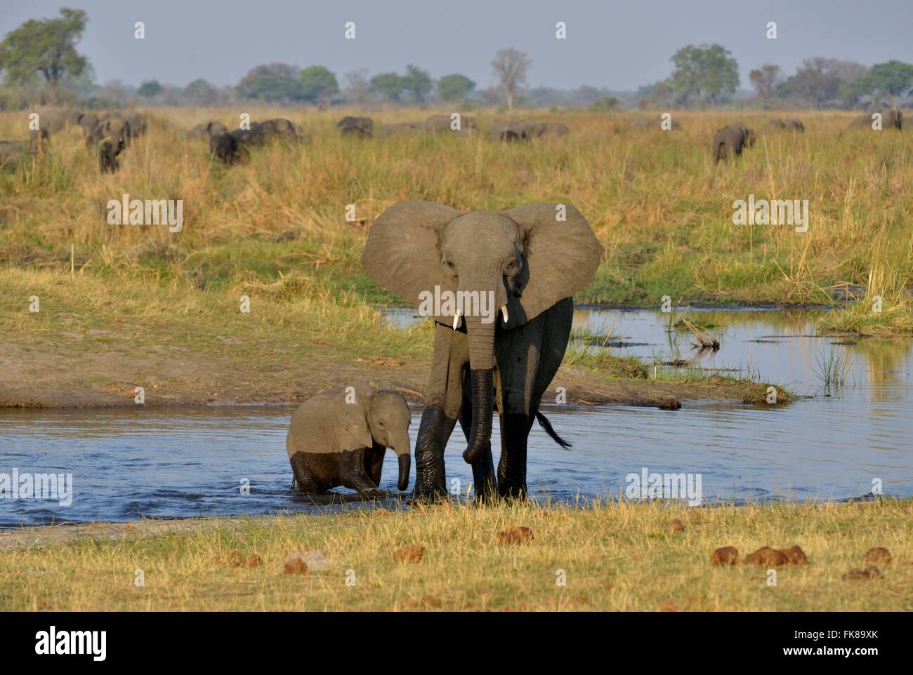 Elephant (Loxodonta africana), cow with calf crossing Cuando River ...