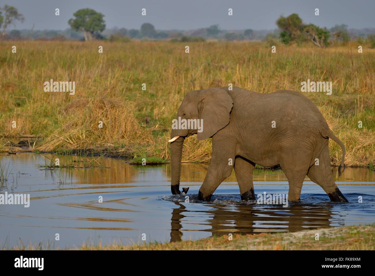 Región caprivi hi-res stock photography and images - Alamy