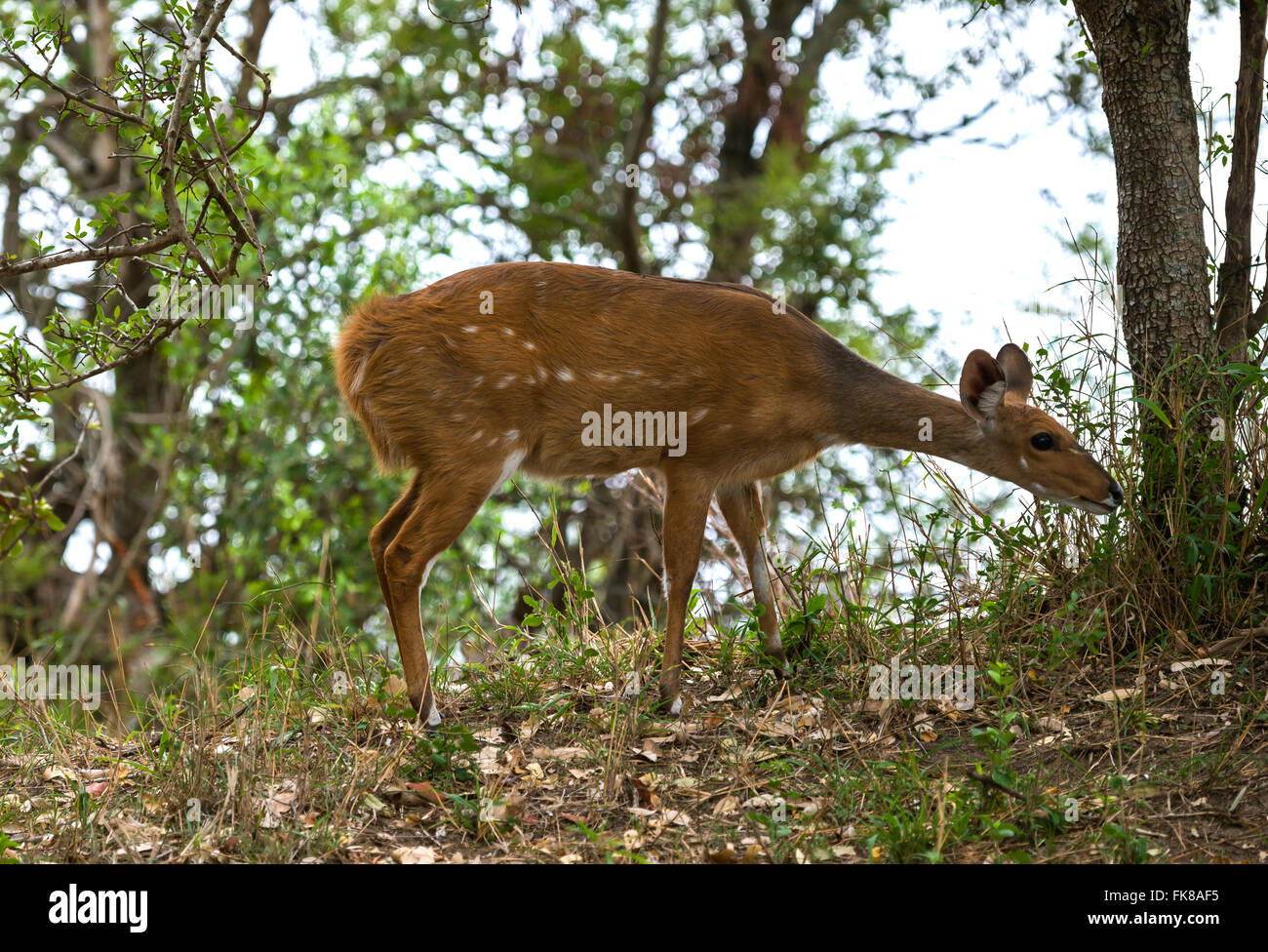 Bushbuck (Tragelaphus scriptus), Mala Mala Game Reserve, Sabi Sands ...