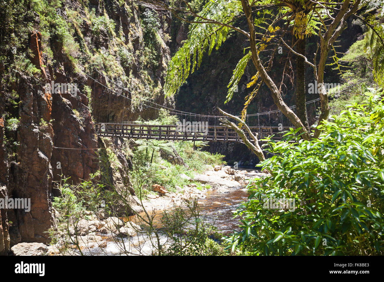 Coromandel Forest Park High Resolution Stock Photography and Images - Alamy