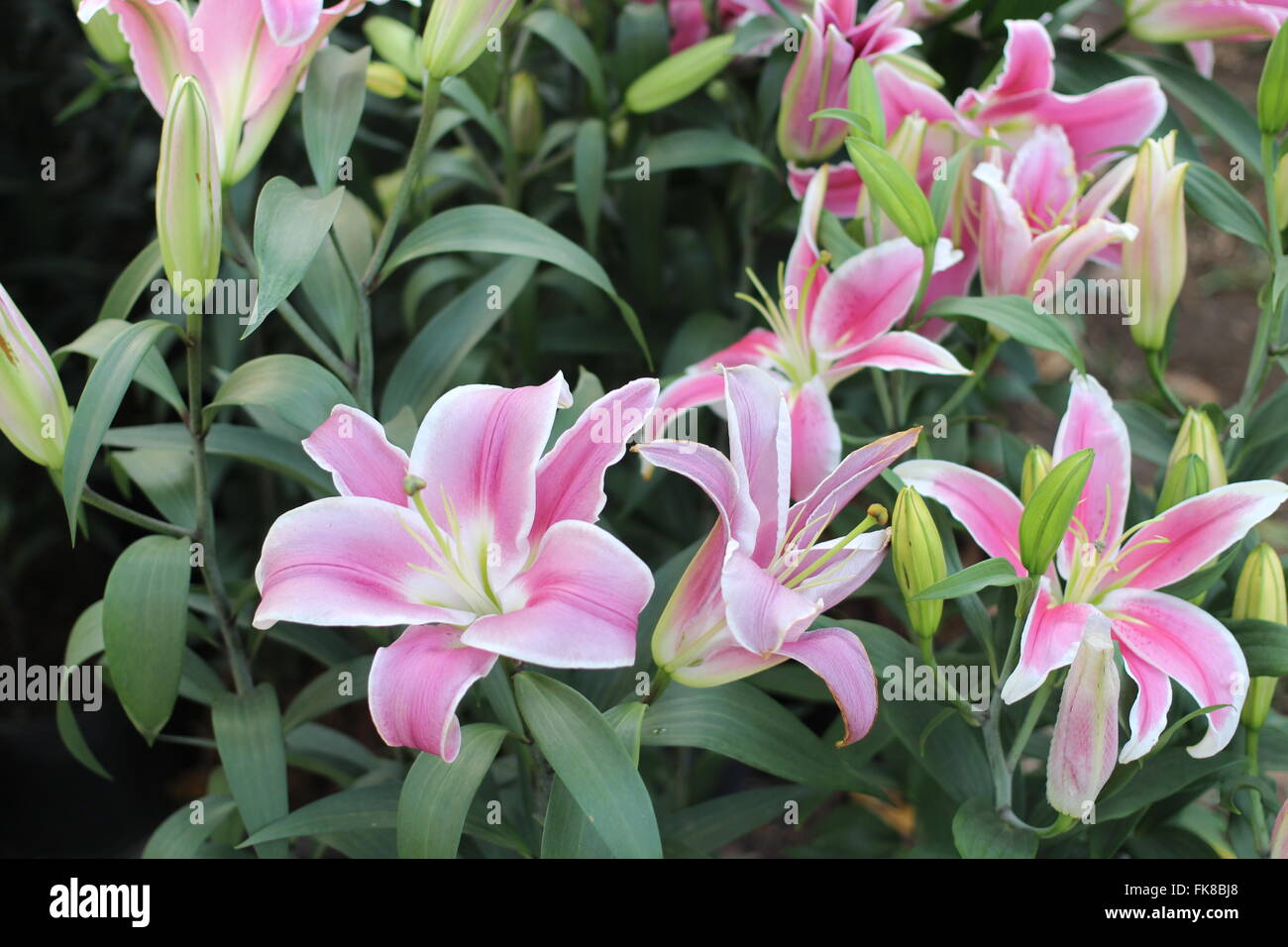 Hollyhock Mallow, Alcea rosea, Malvaceae, Althaea rosea Stock Photo - Alamy