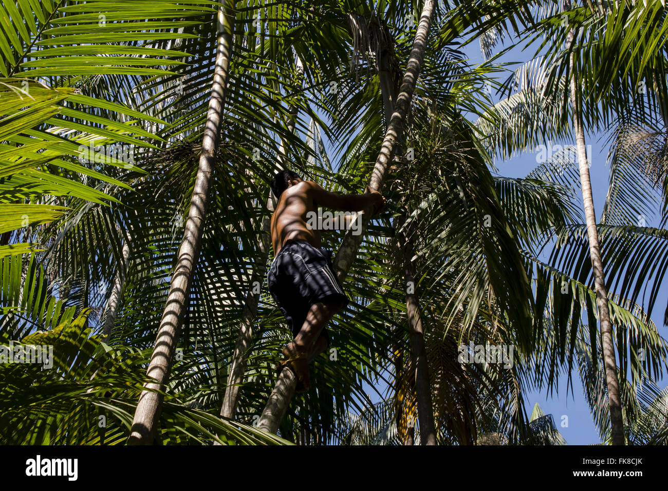 Harvest in acai Island Combu Stock Photo - Alamy
