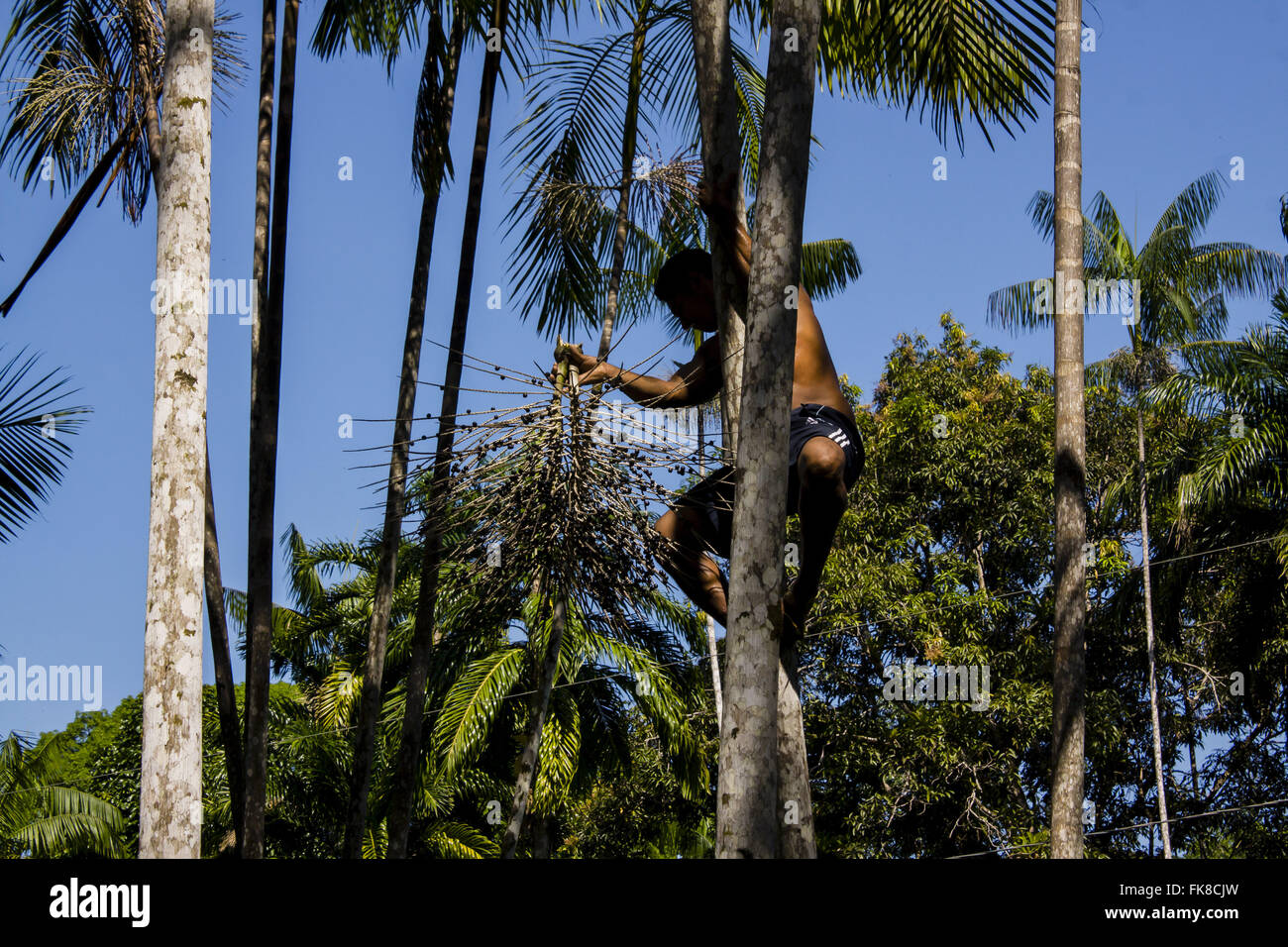 Acai palm tree hi-res stock photography and images - Alamy