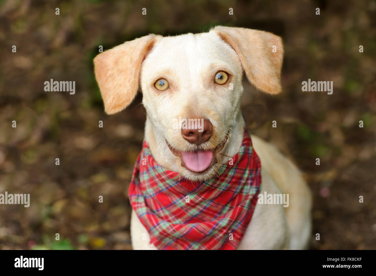 Happy dog is a white happy looking dog with cute floppy ears and his ...