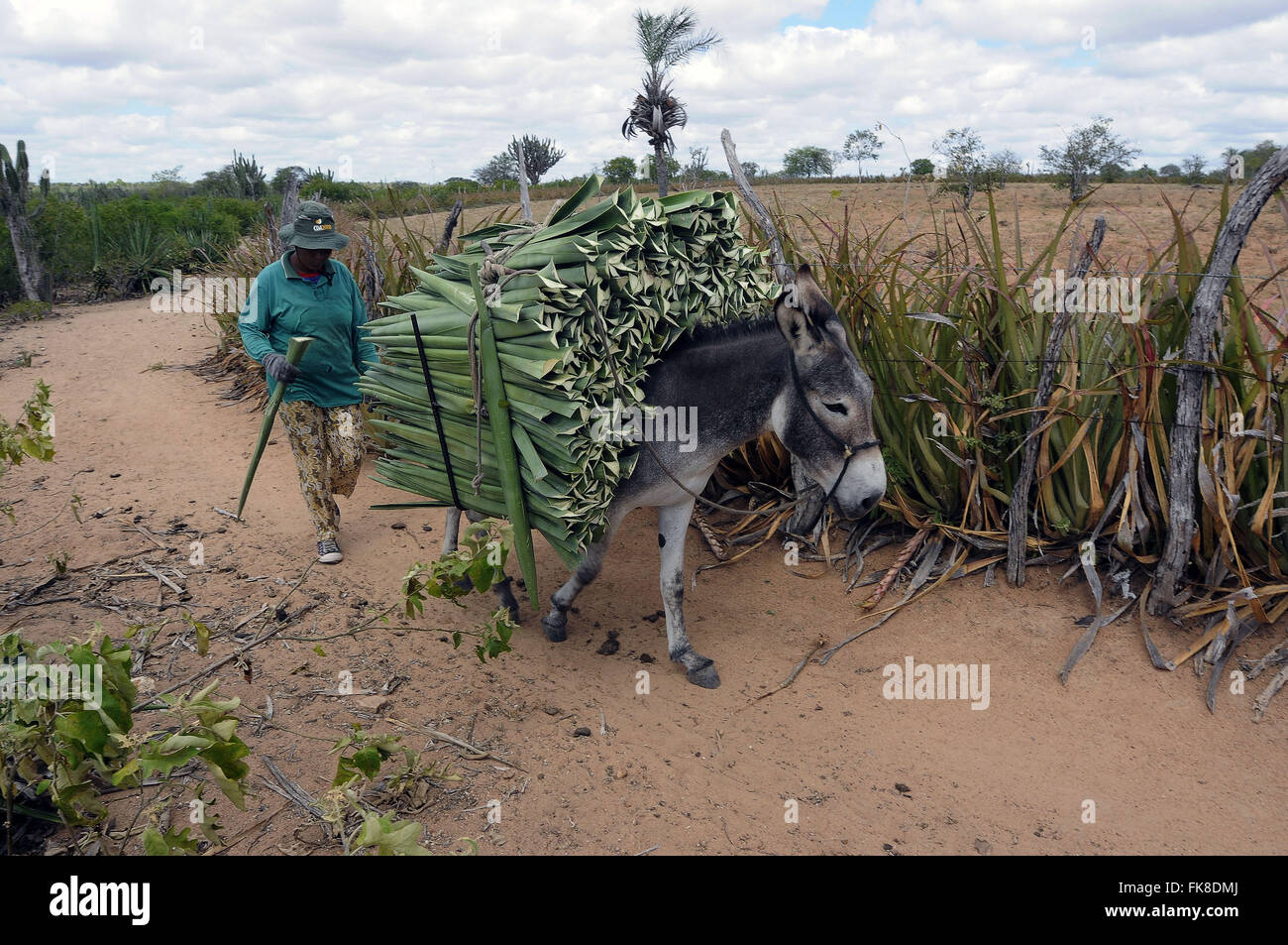 Leading donkey hi-res stock photography and images - Alamy