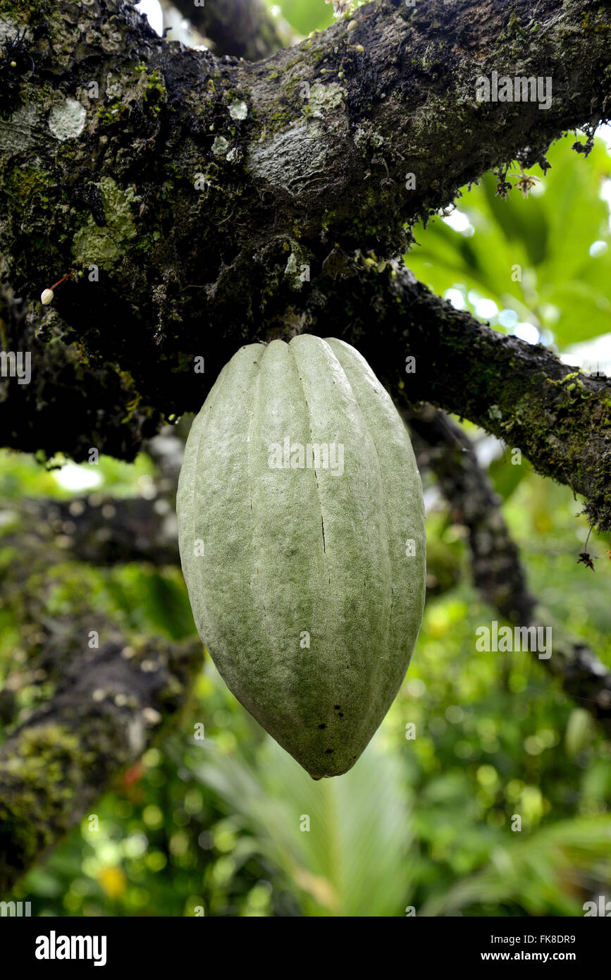 Cocoa Tree Brazil High Resolution Stock Photography and Images - Alamy