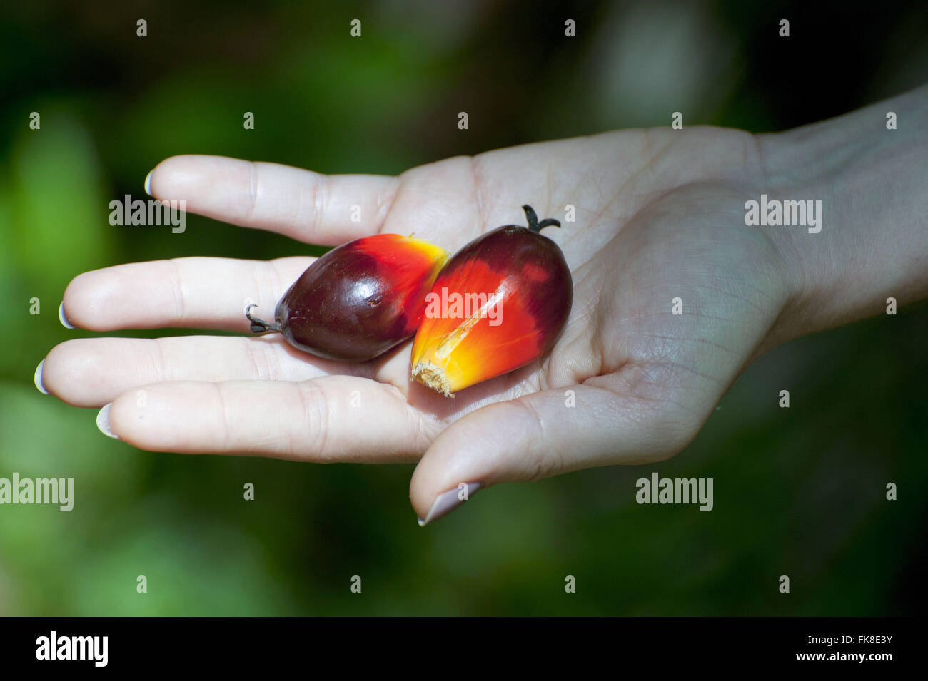 Dende hi-res stock photography and images - Alamy