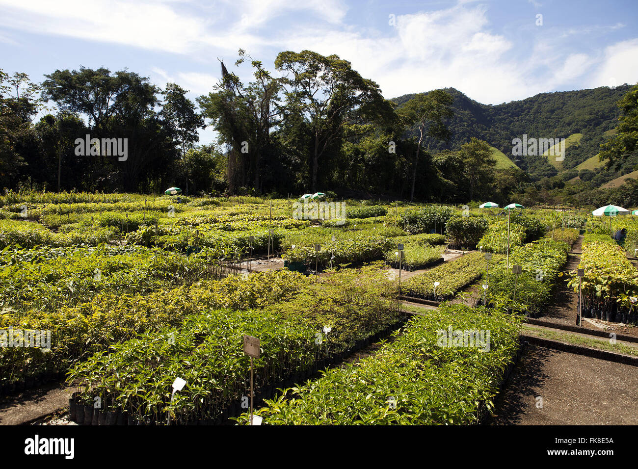 Plantation of seedlings of rain forest for reforestation in rural Stock ...