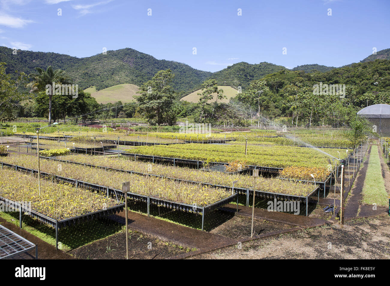 Irrigation of the plantation of seedlings for reforestation of the ...