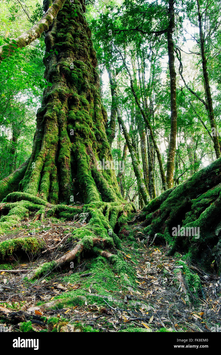 Rainforest Giant - tree covered in moss Stock Photo - Alamy