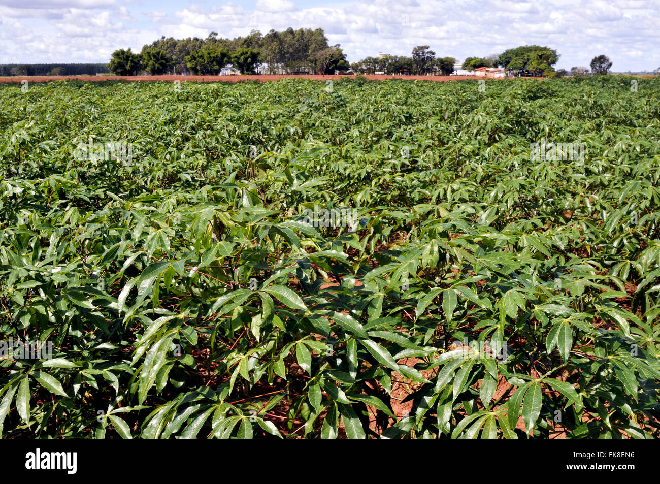 Cassava High Resolution Stock Photography and Images - Alamy