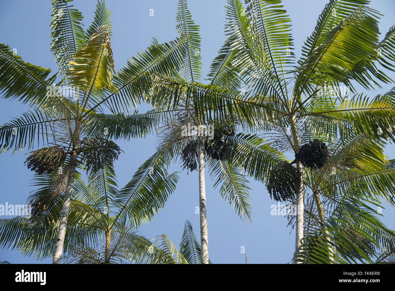 Acai berry tree hi-res stock photography and images - Alamy