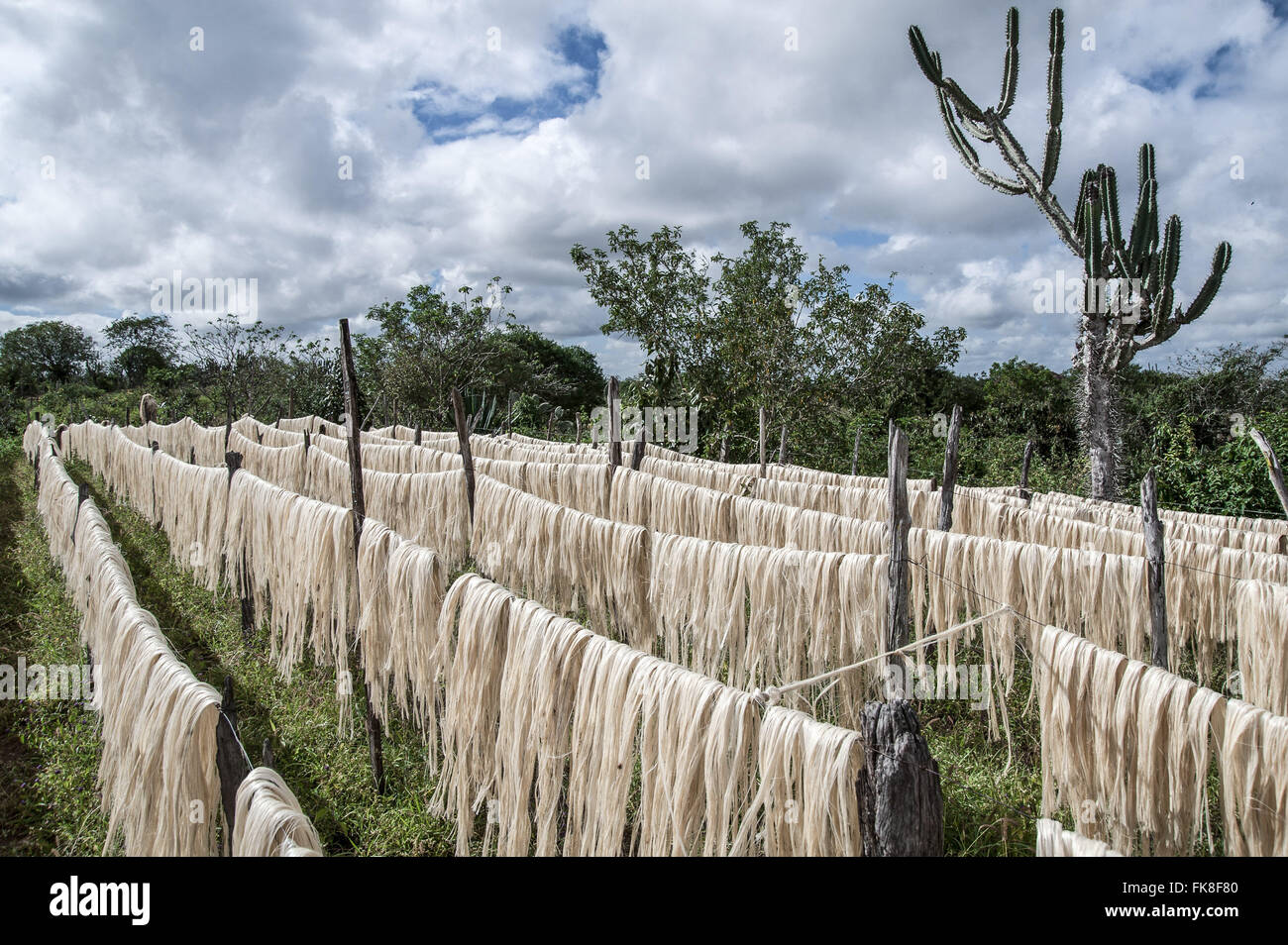 Sisal plantation hi-res stock photography and images - Alamy