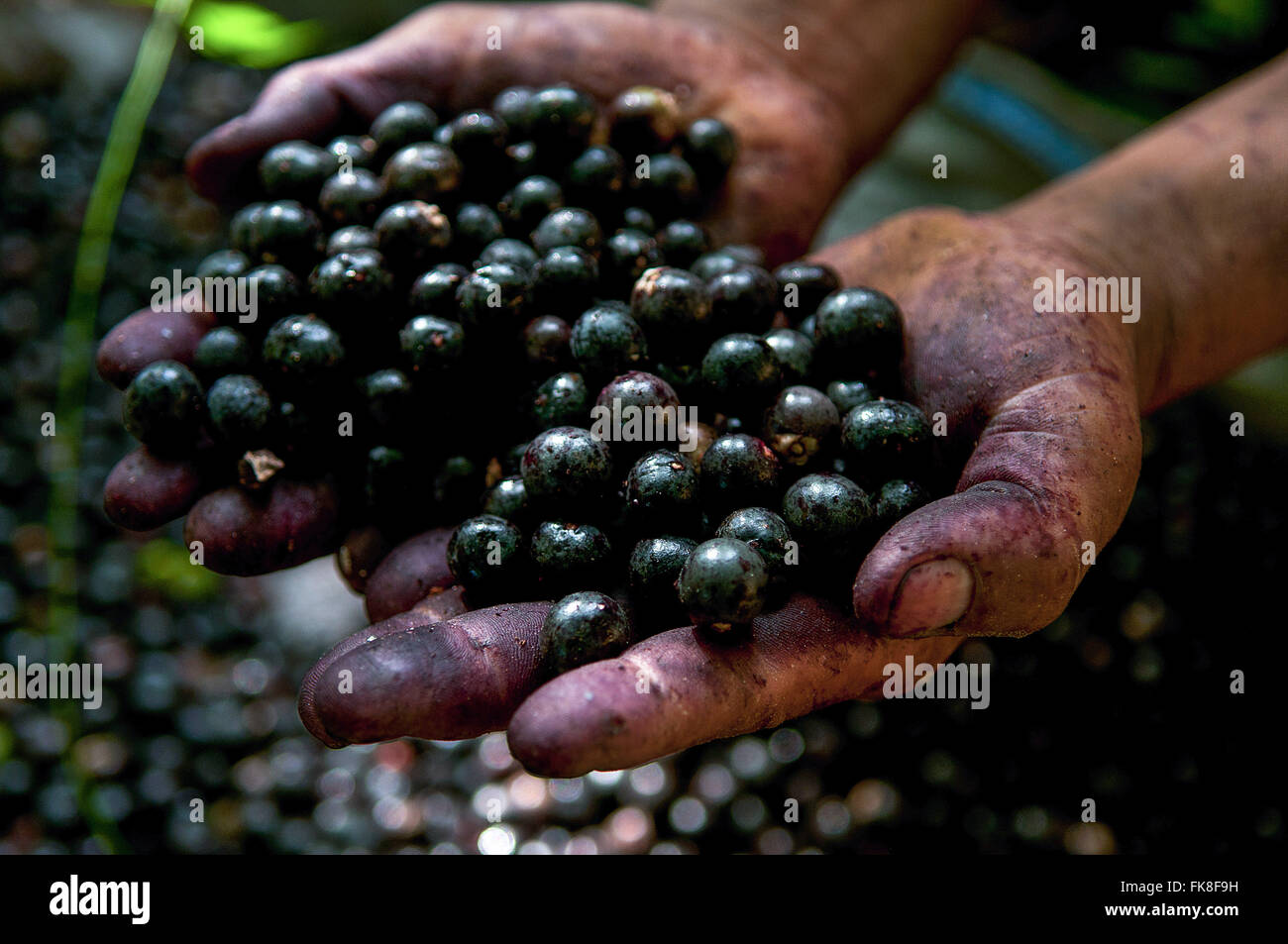 Collection of acai in the Amazon forest Stock Photo - Alamy