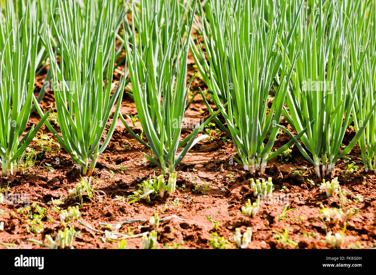 Crop beds hi-res stock photography and images - Alamy