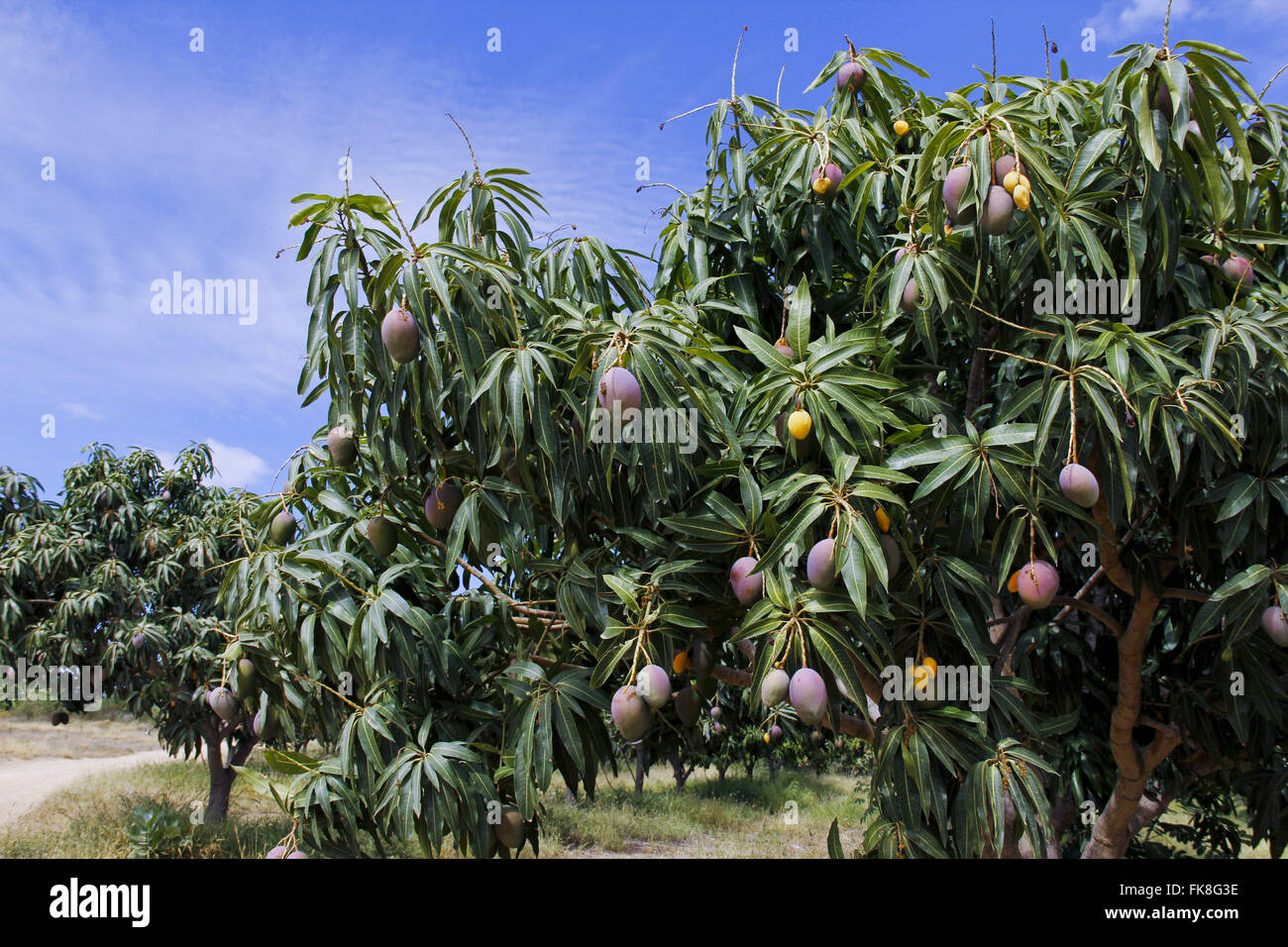 Mango plantation during the dry season in the Bahian backlands Stock ...