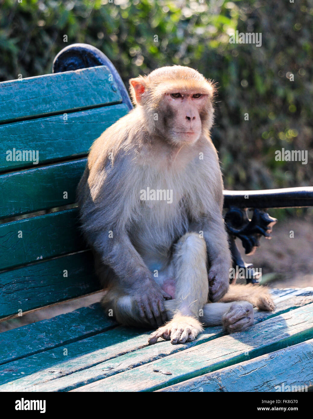 Young Rhesus Macaque monkey playing Stock Photo - Alamy
