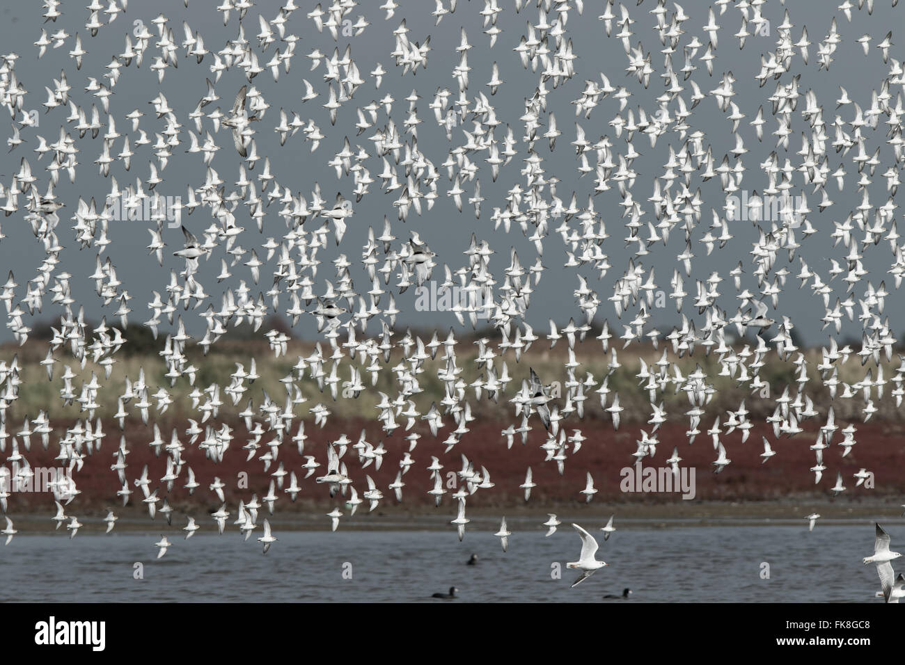 Cliffe pools dunlin hi-res stock photography and images - Alamy