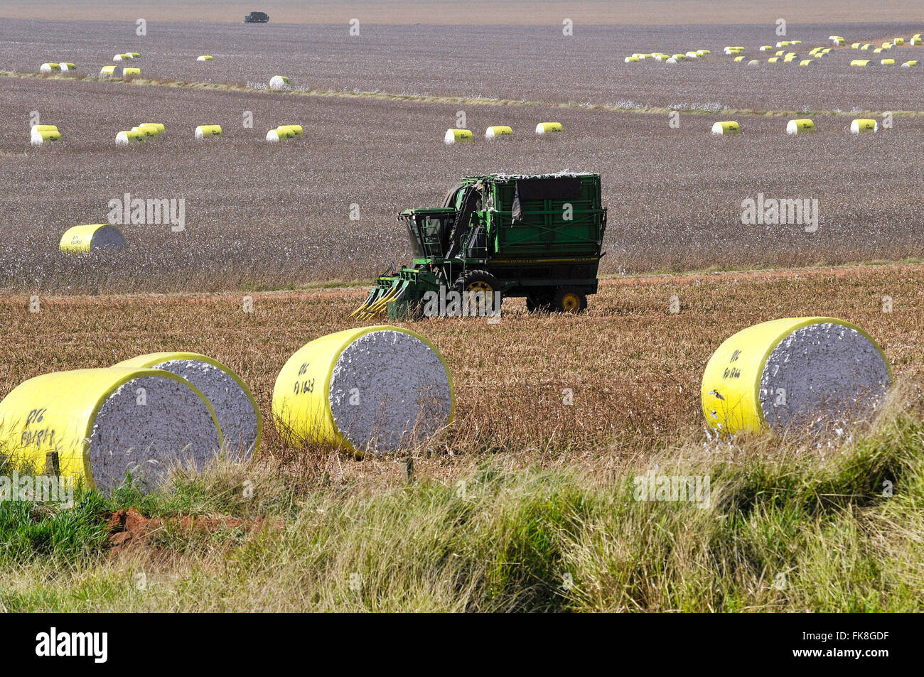 Bales of cotton pressed for harvesters in the field of advanced ...