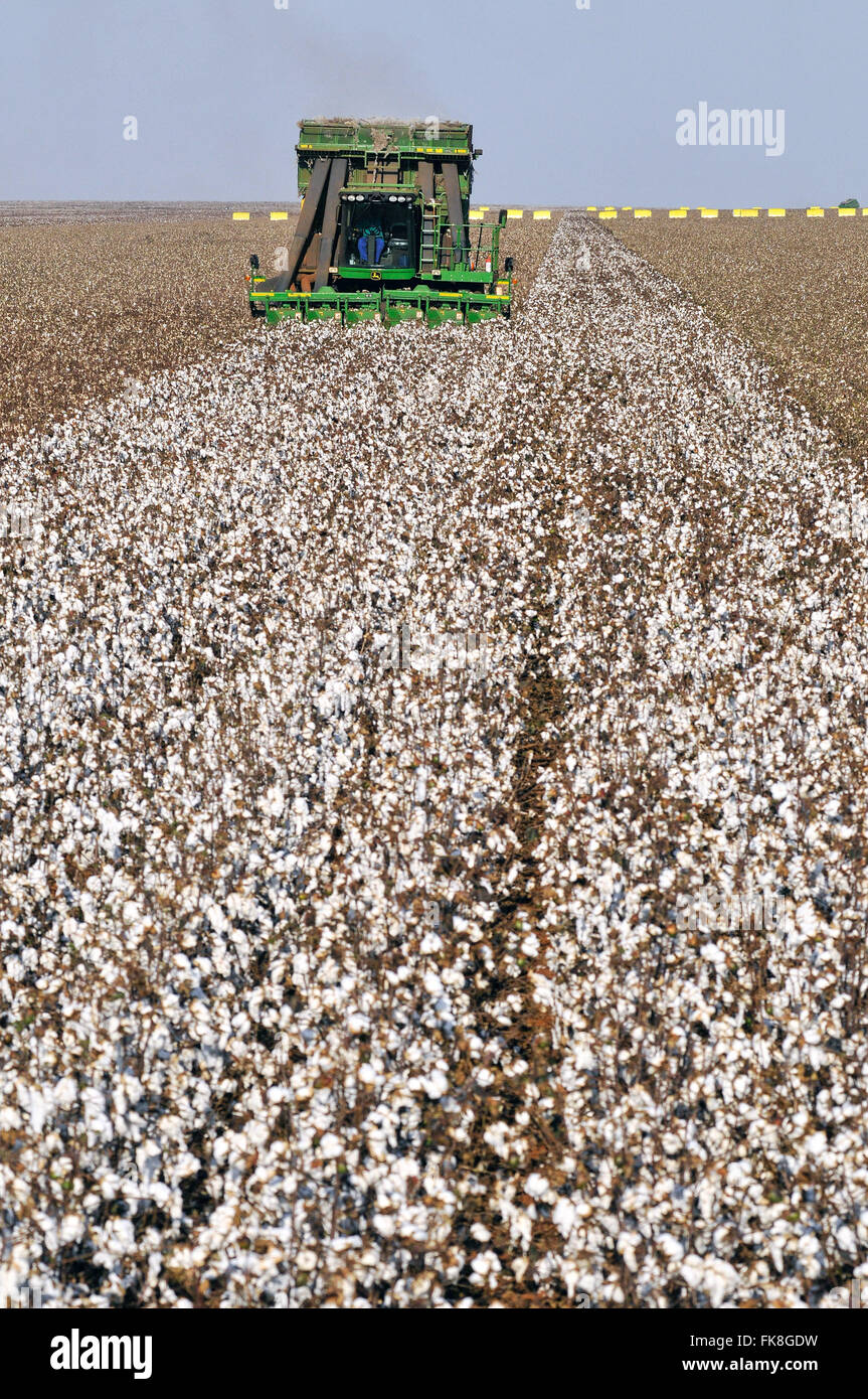 Plantation of cotton and combine advanced technology Stock Photo - Alamy