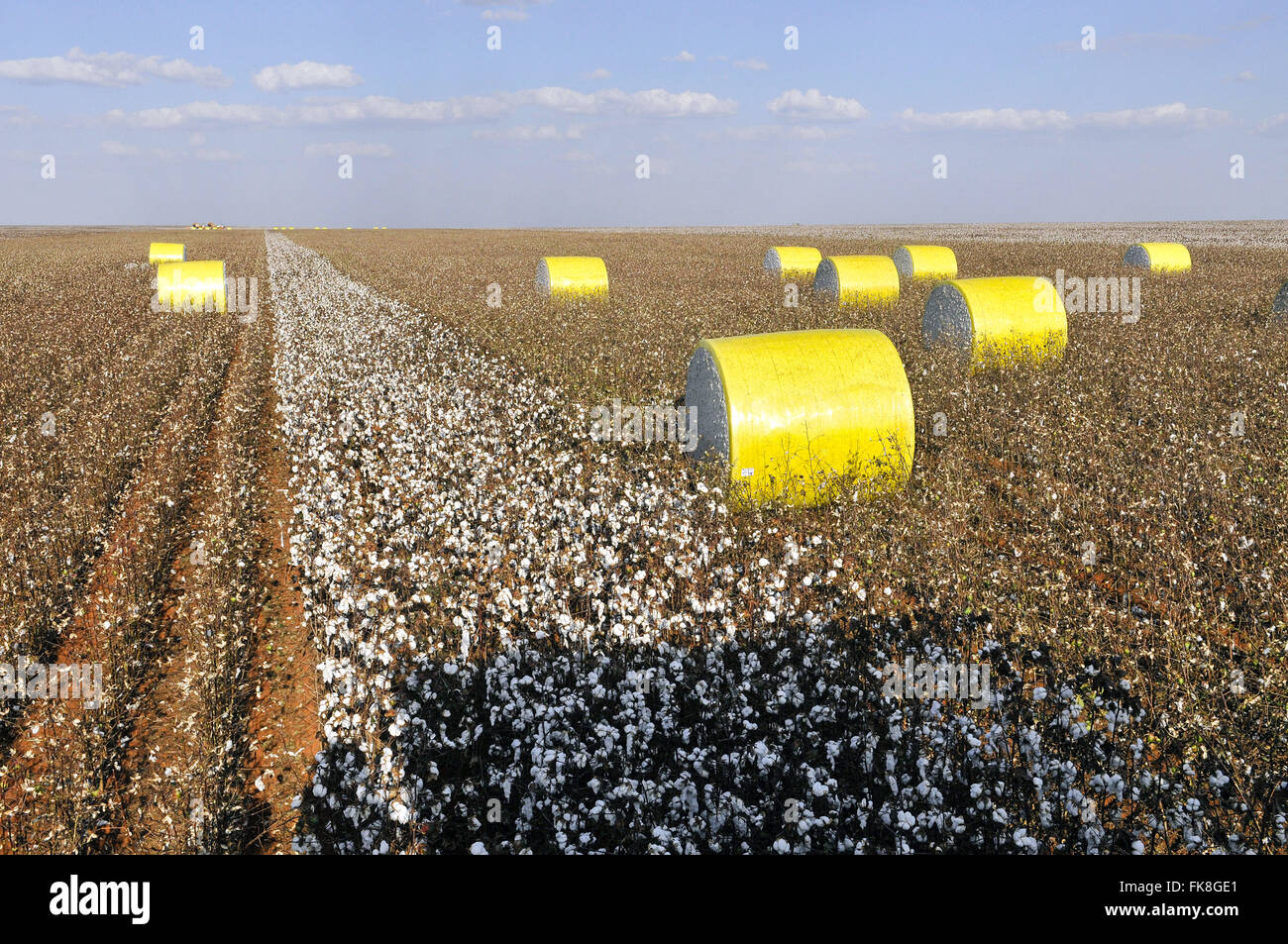 Cotton harvester hi-res stock photography and images - Alamy